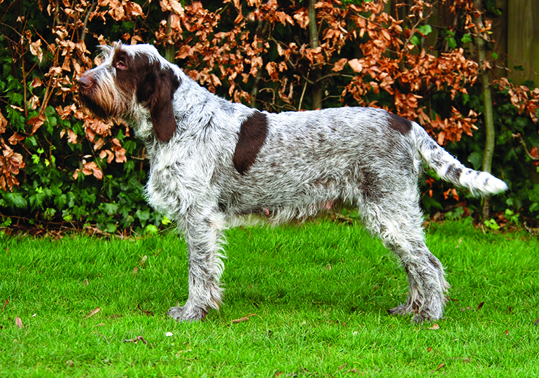 Italian Spinone Breeds